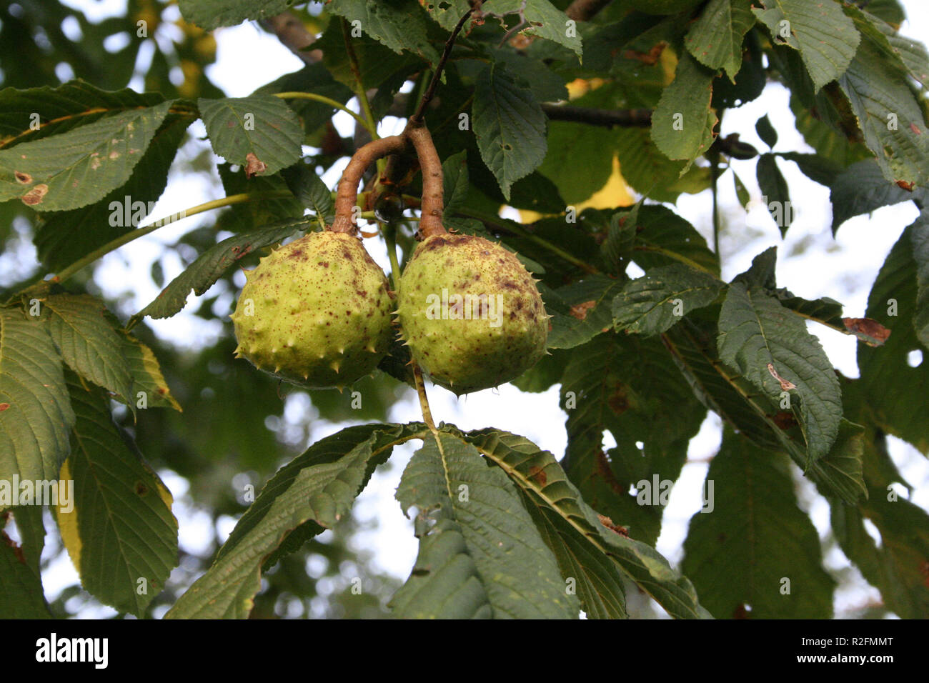 chestnuts on the tree Stock Photo - Alamy