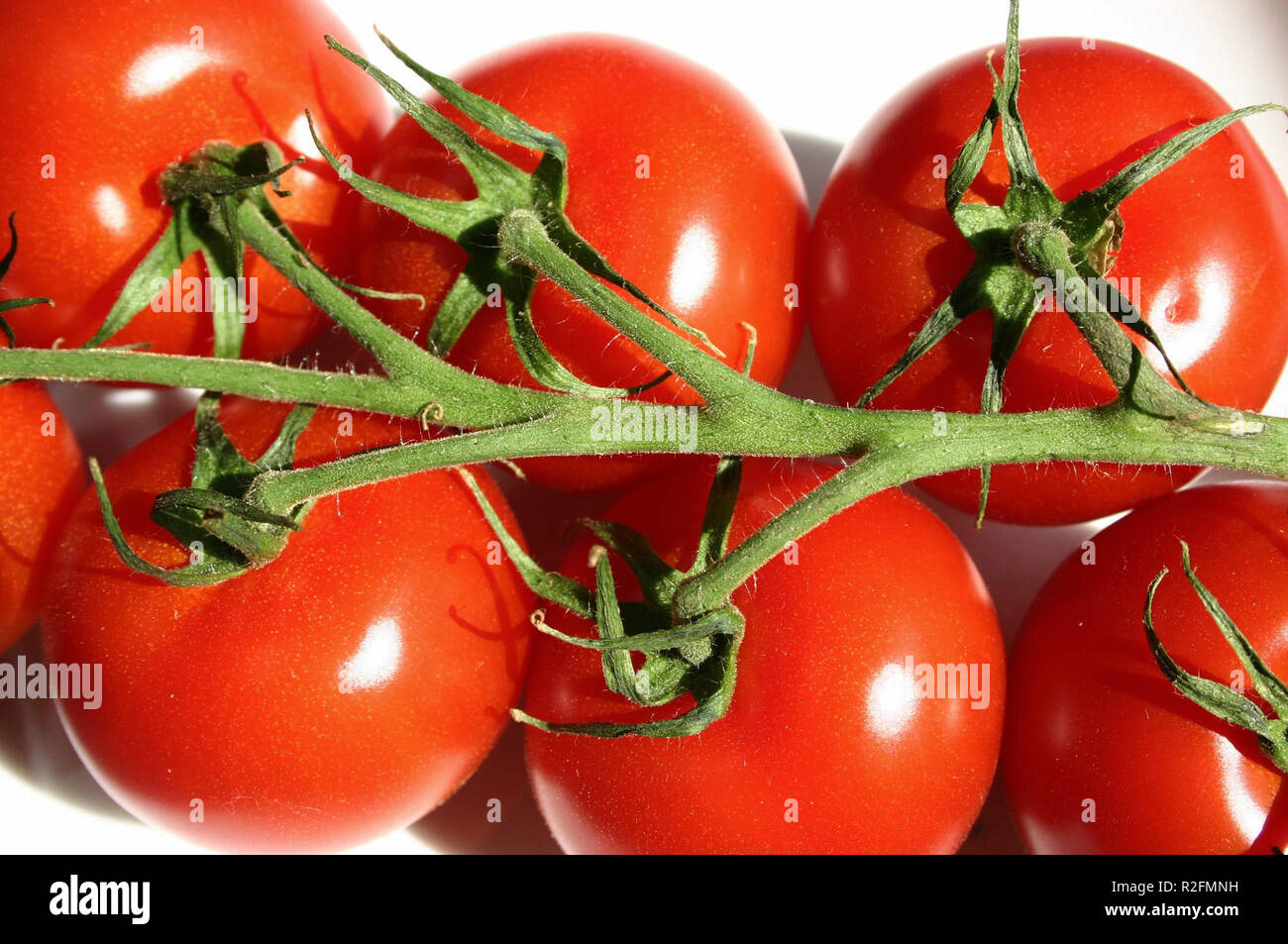 tomato vine ii Stock Photo - Alamy