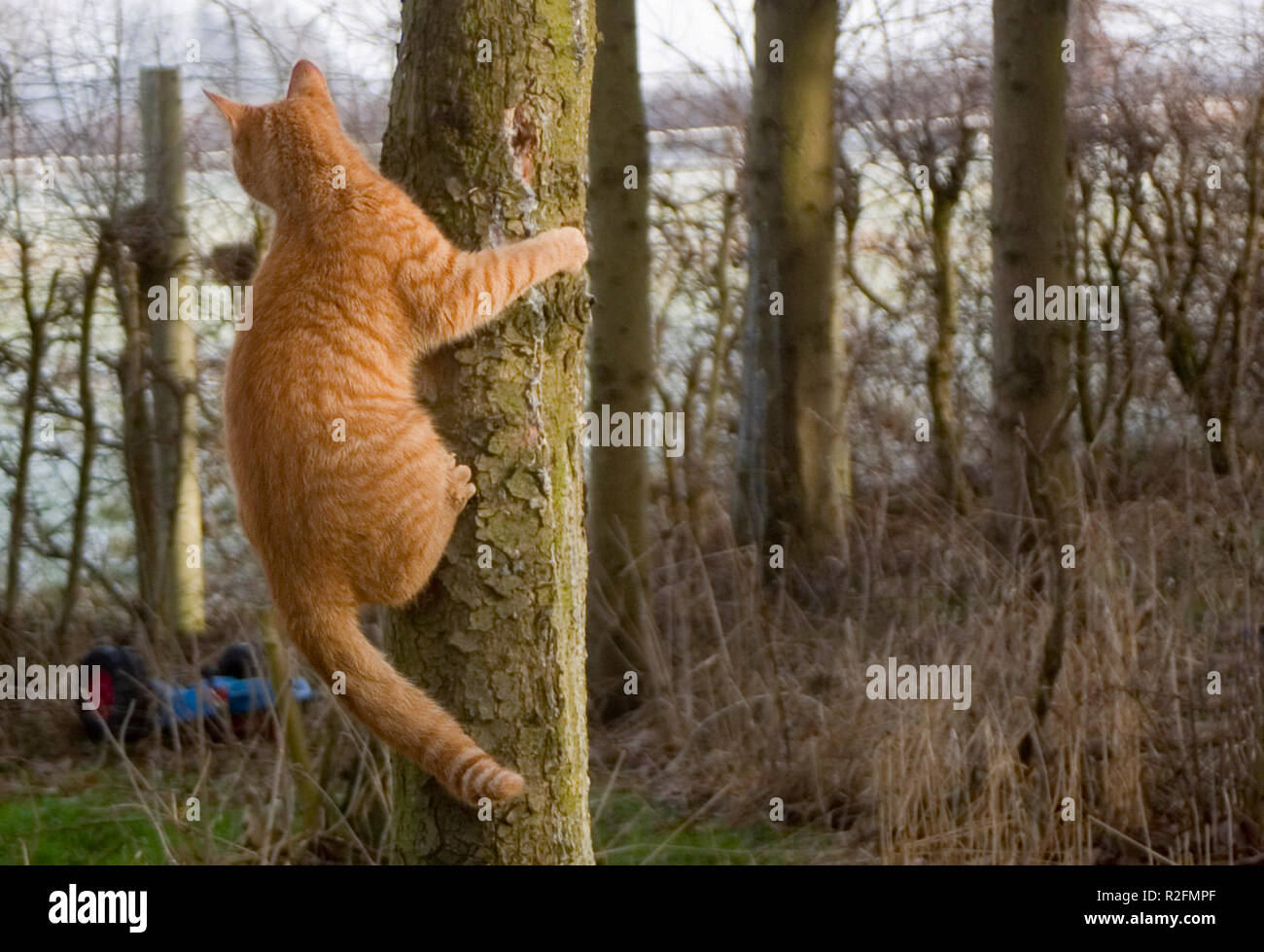 Freak tree hi-res stock photography and images - Alamy