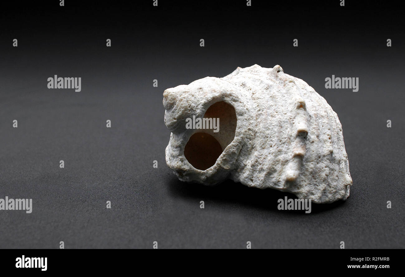 Muschelarten hi-res stock photography and images - Alamy