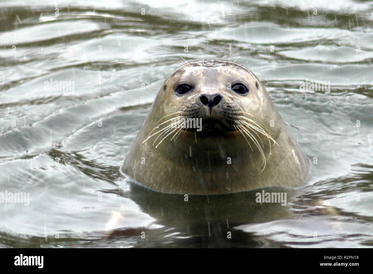 Baltic seal hi-res stock photography and images - Alamy