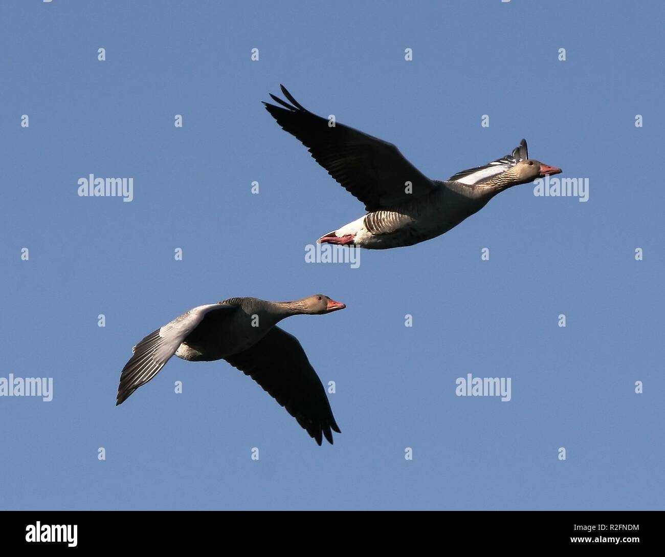wild geese flying Stock Photo - Alamy