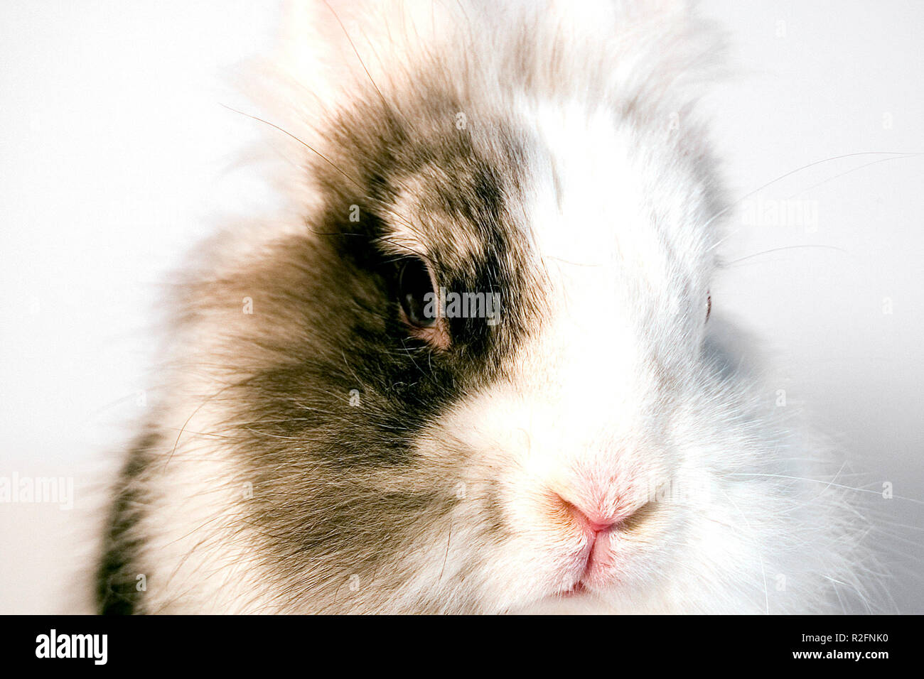 not quite white Stock Photo - Alamy