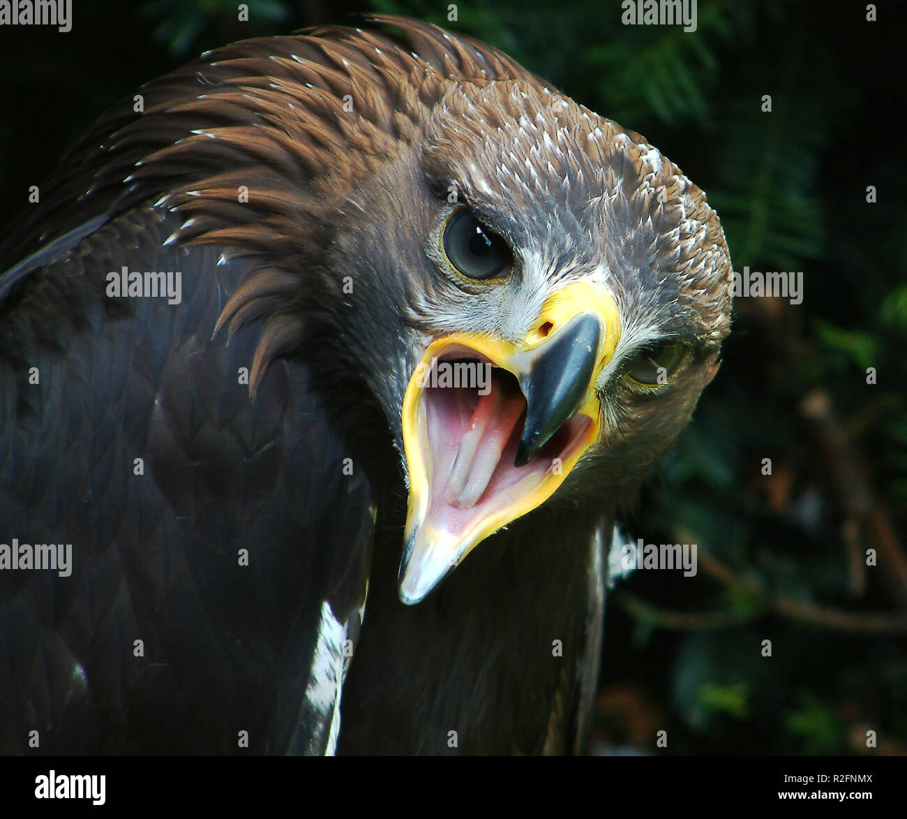 Screeching birds hi-res stock photography and images - Alamy