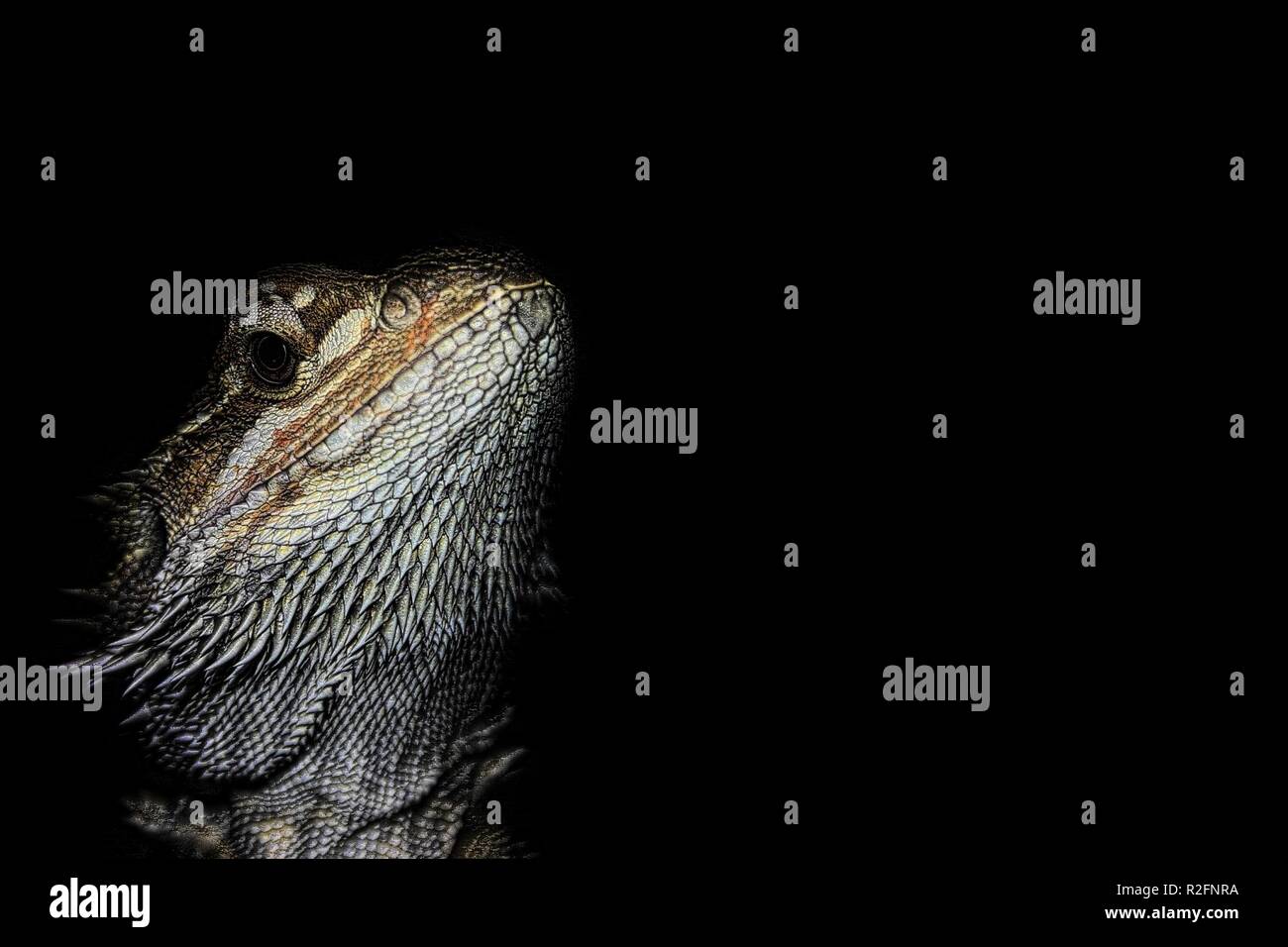 small dragons ... 01 Stock Photo - Alamy