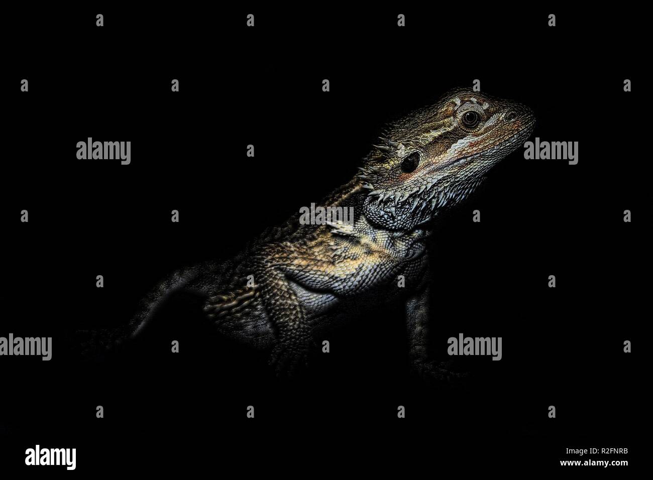 small dragons ... 02 Stock Photo - Alamy