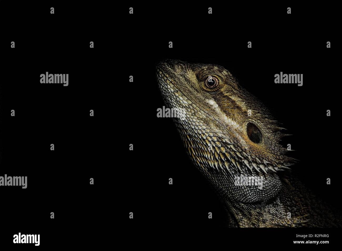 small dragons ... 5 Stock Photo - Alamy