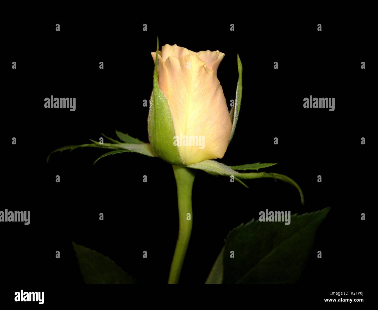 Bw rose hi-res stock photography and images - Alamy