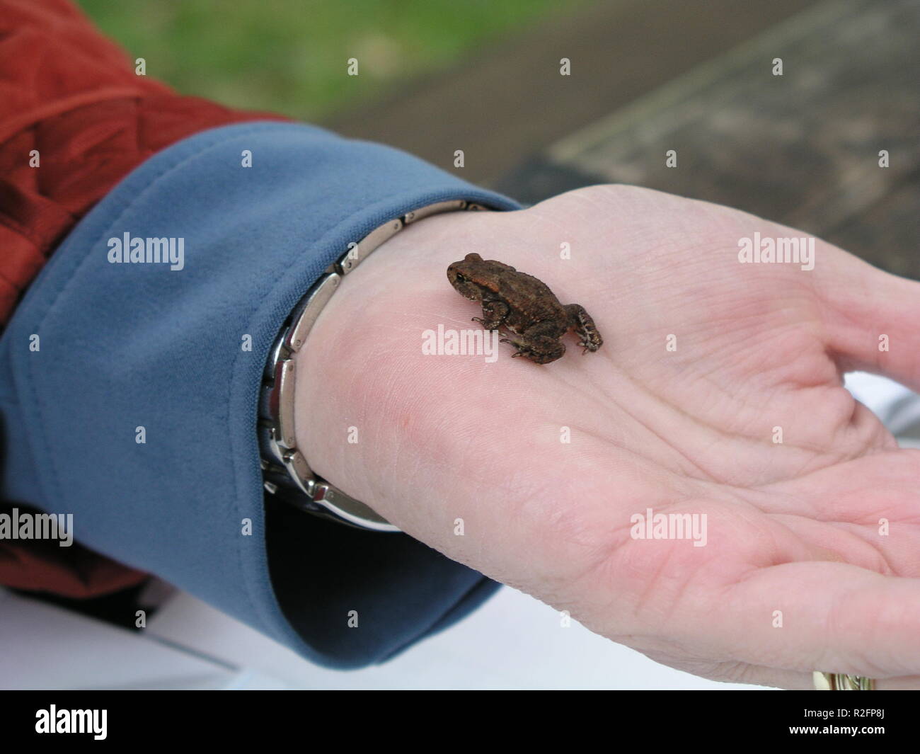 Landscape format toad hi-res stock photography and images - Alamy