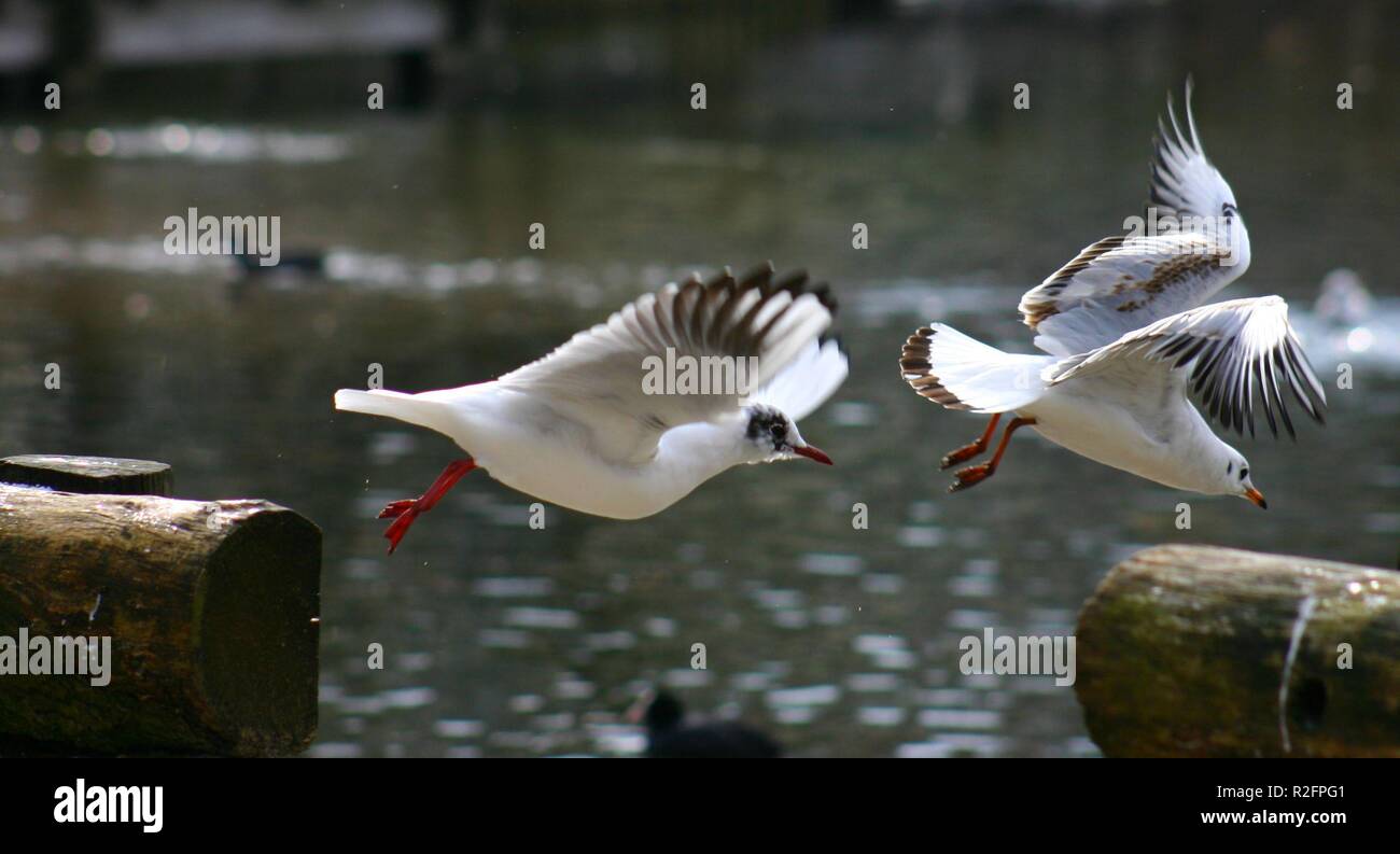 Flight artists hi-res stock photography and images - Alamy