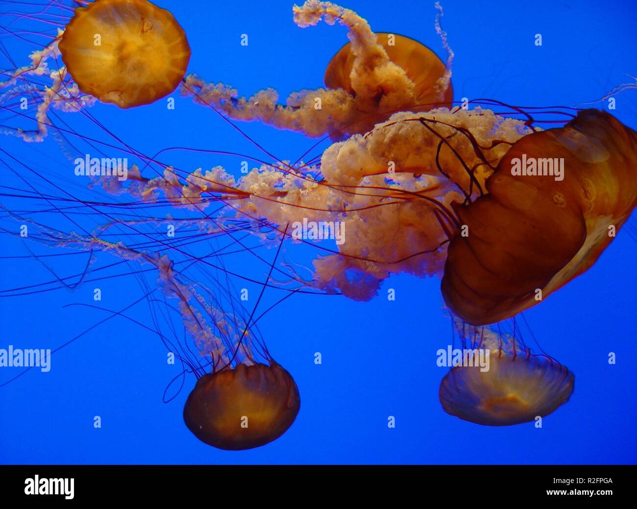 School Of Jellyfish High Resolution Stock Photography and Images - Alamy
