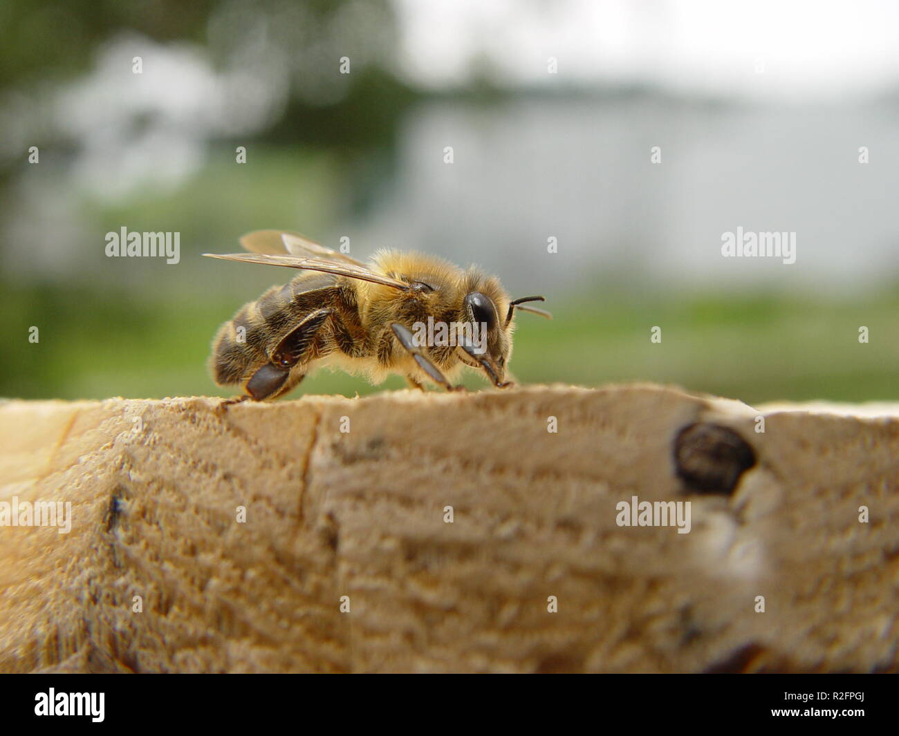 Insect Wax High Resolution Stock Photography and Images - Alamy