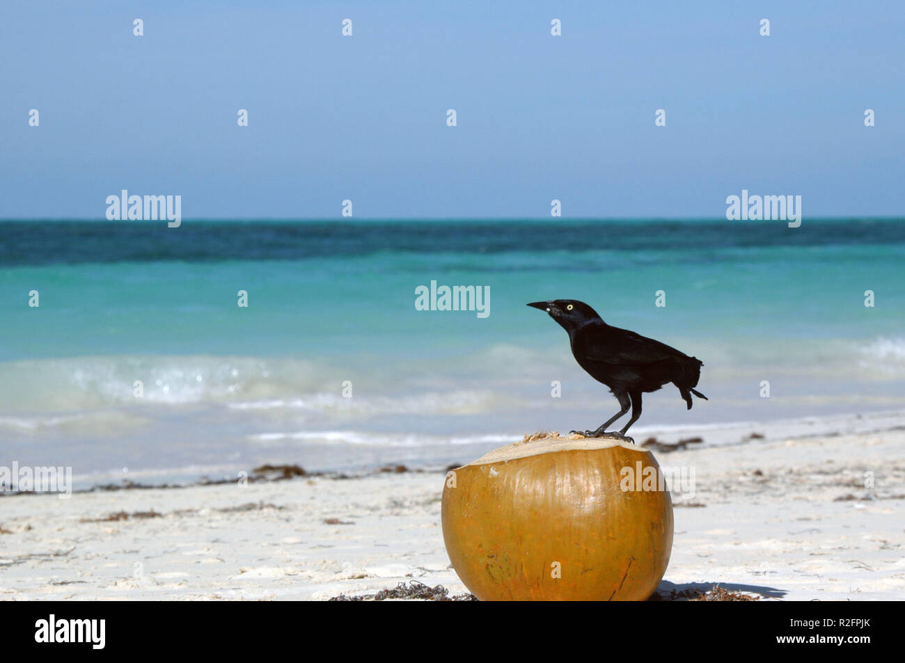 bird with coconut Stock Photo - Alamy