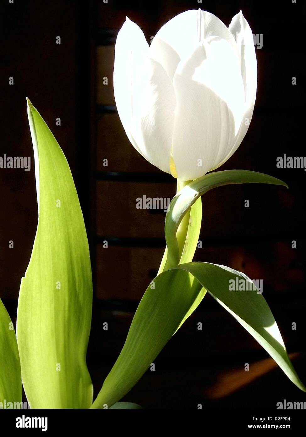 Bla tenstengel hi-res stock photography and images - Alamy