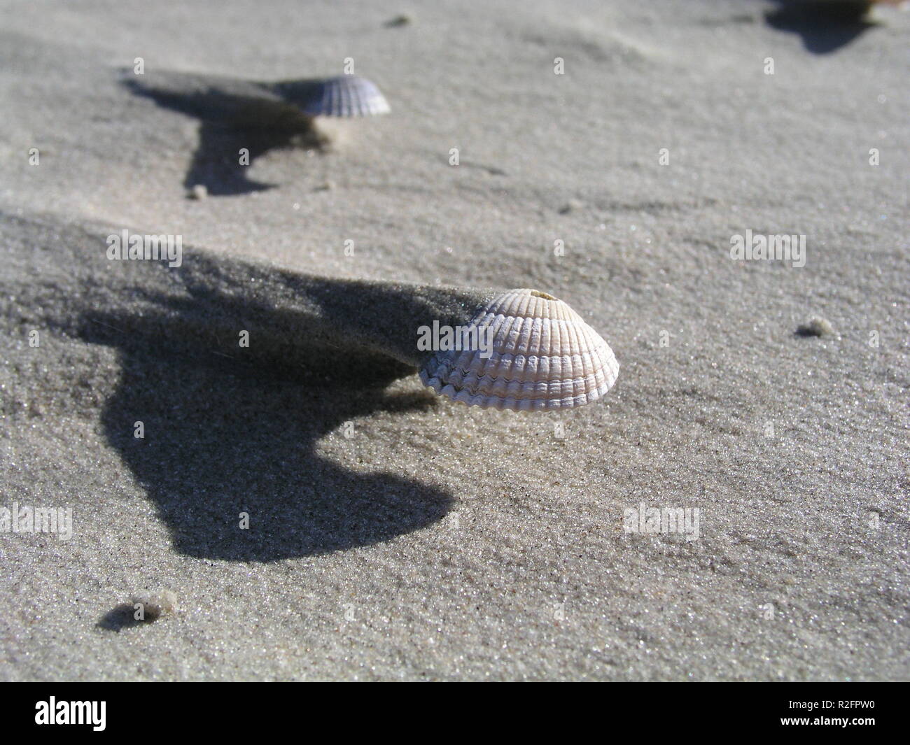 seashell in the sand Stock Photo - Alamy