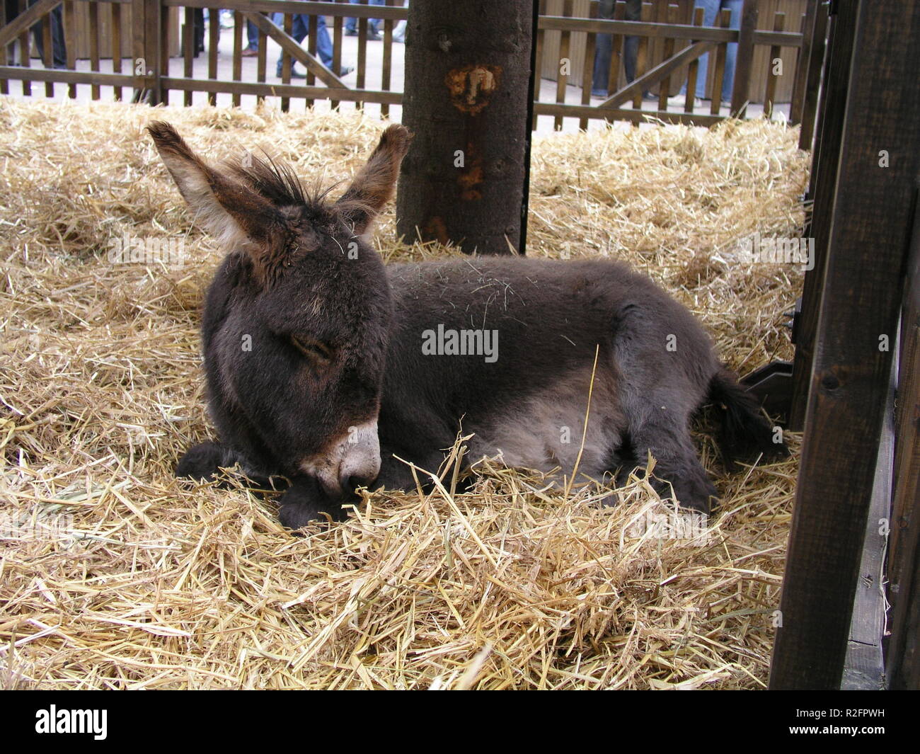 Baby animals cuddle hi-res stock photography and images - Alamy