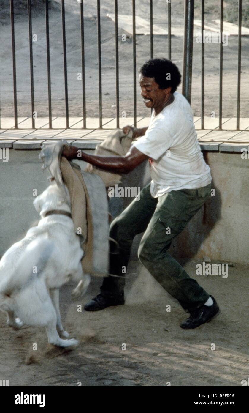 White Dog Year : 1982 USA Director : Samuel Fuller Paul Winfield Stock ...