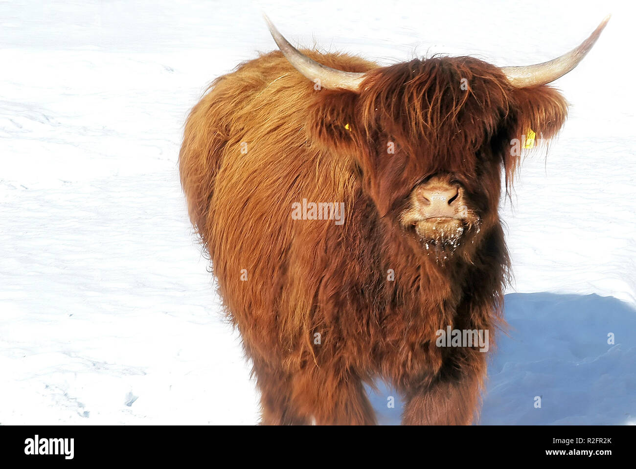 Yack hi-res stock photography and images - Alamy