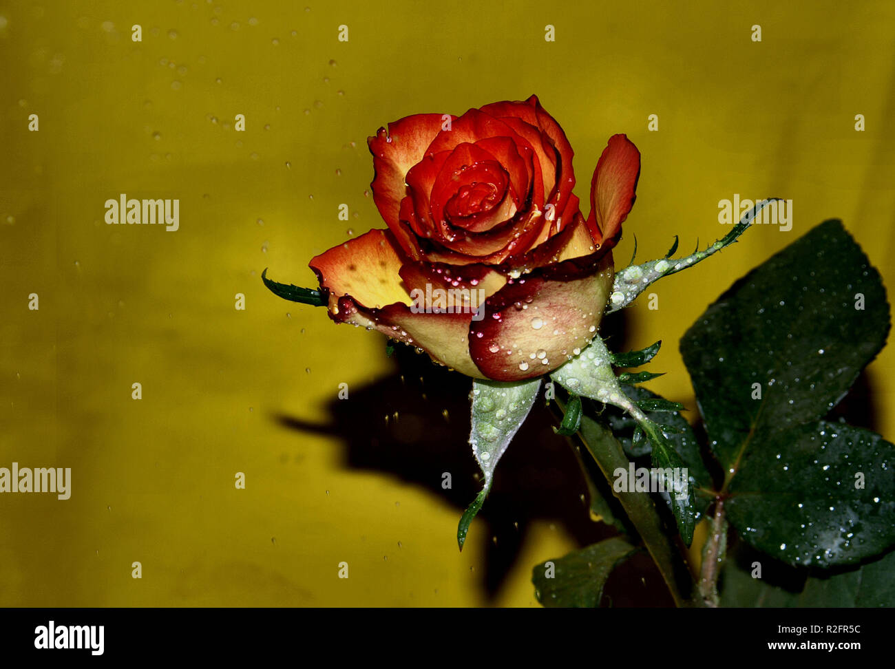 rose in the rain Stock Photo - Alamy