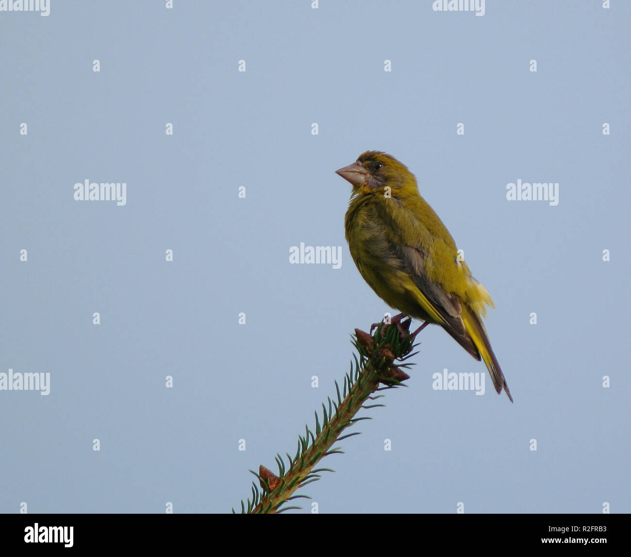 green compact wildlife Stock Photo - Alamy