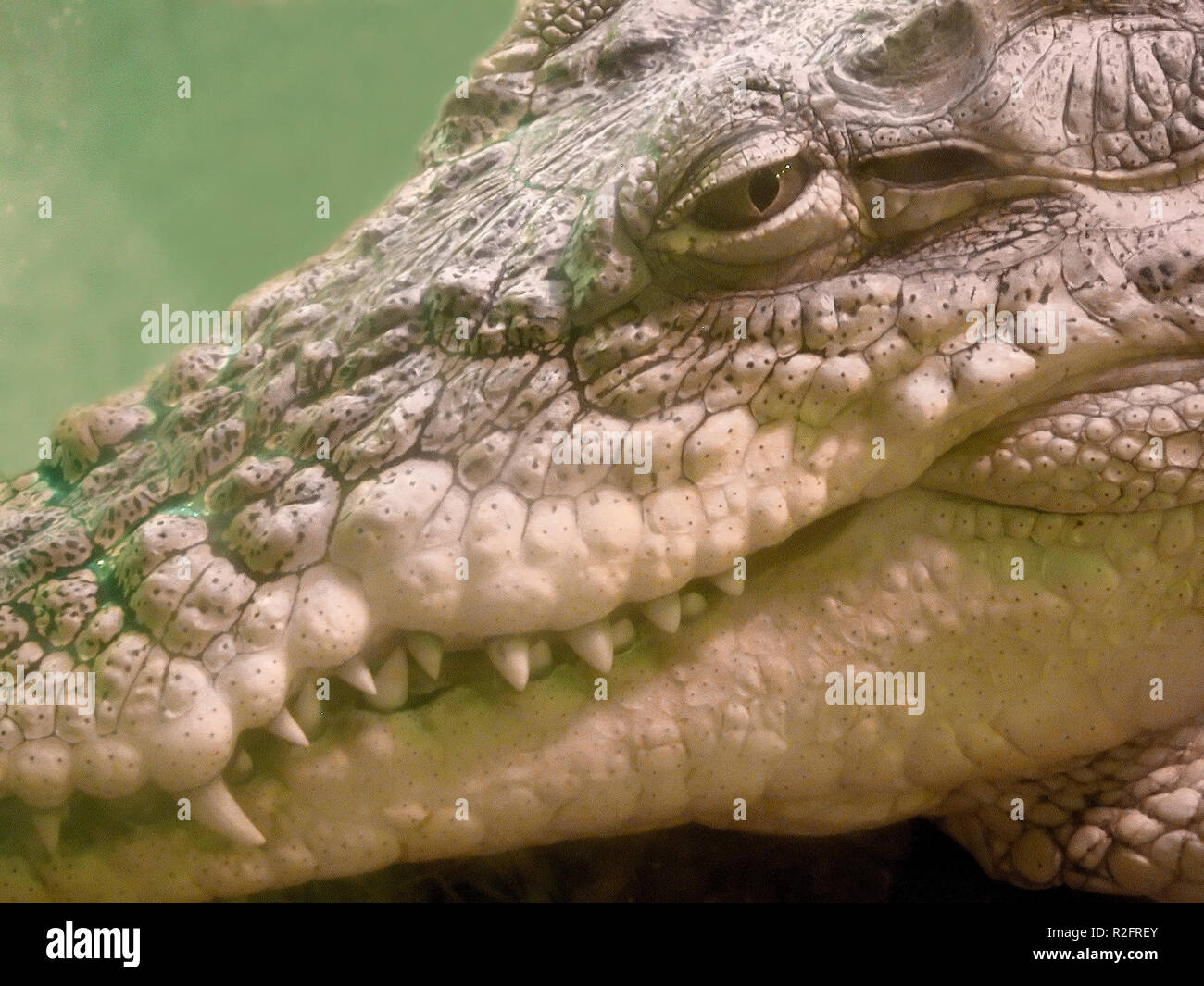Alligator armour hi-res stock photography and images - Alamy