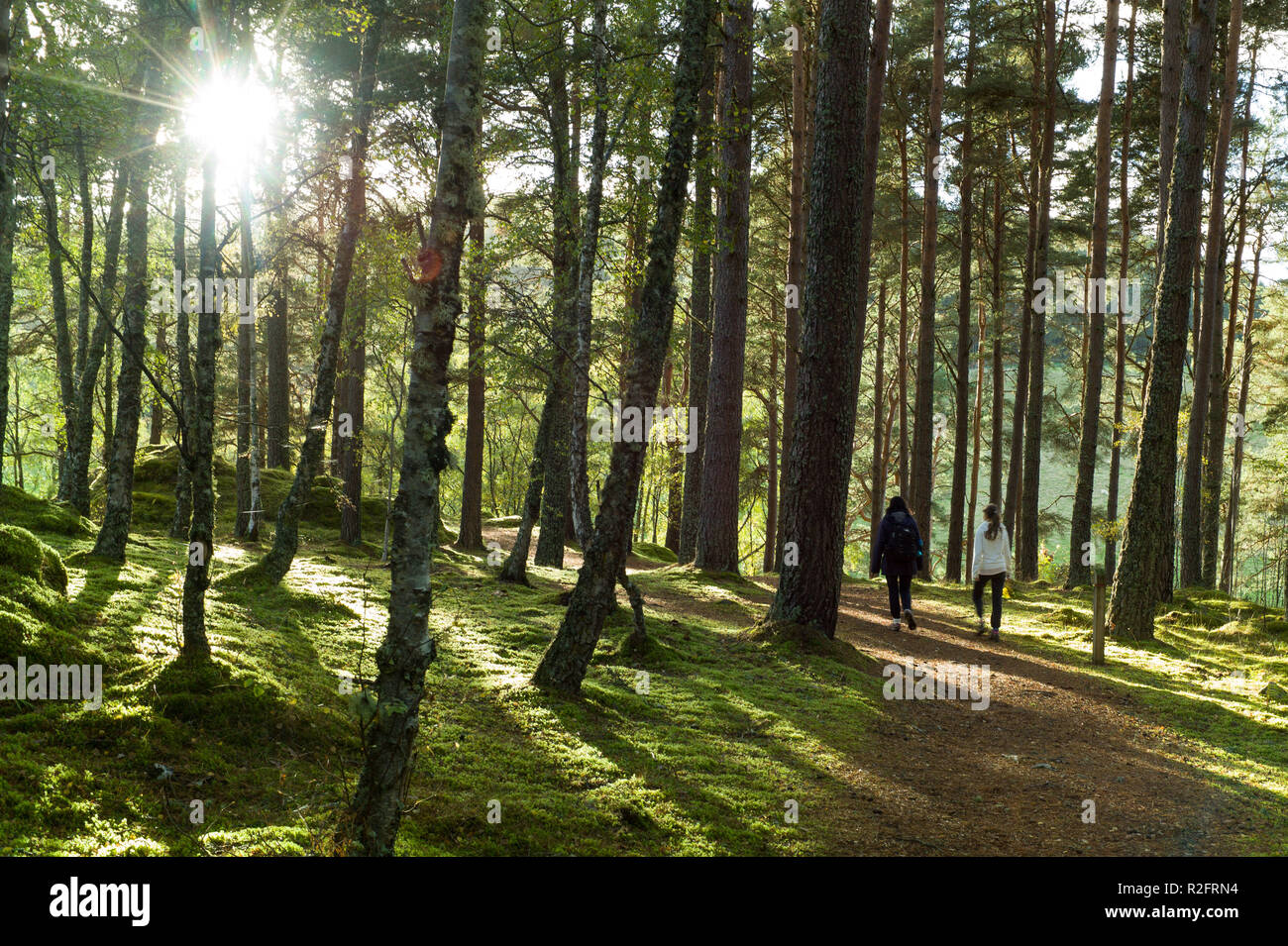 Balmacaan woodlands near Drumnacrochit, Scotland Stock Photo - Alamy