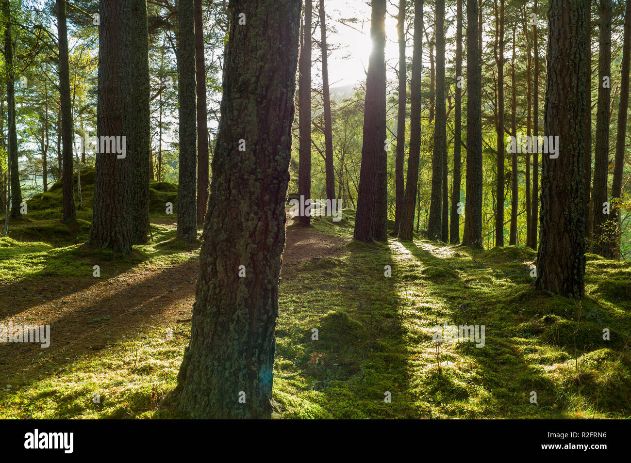 Balmacaan hi-res stock photography and images - Alamy