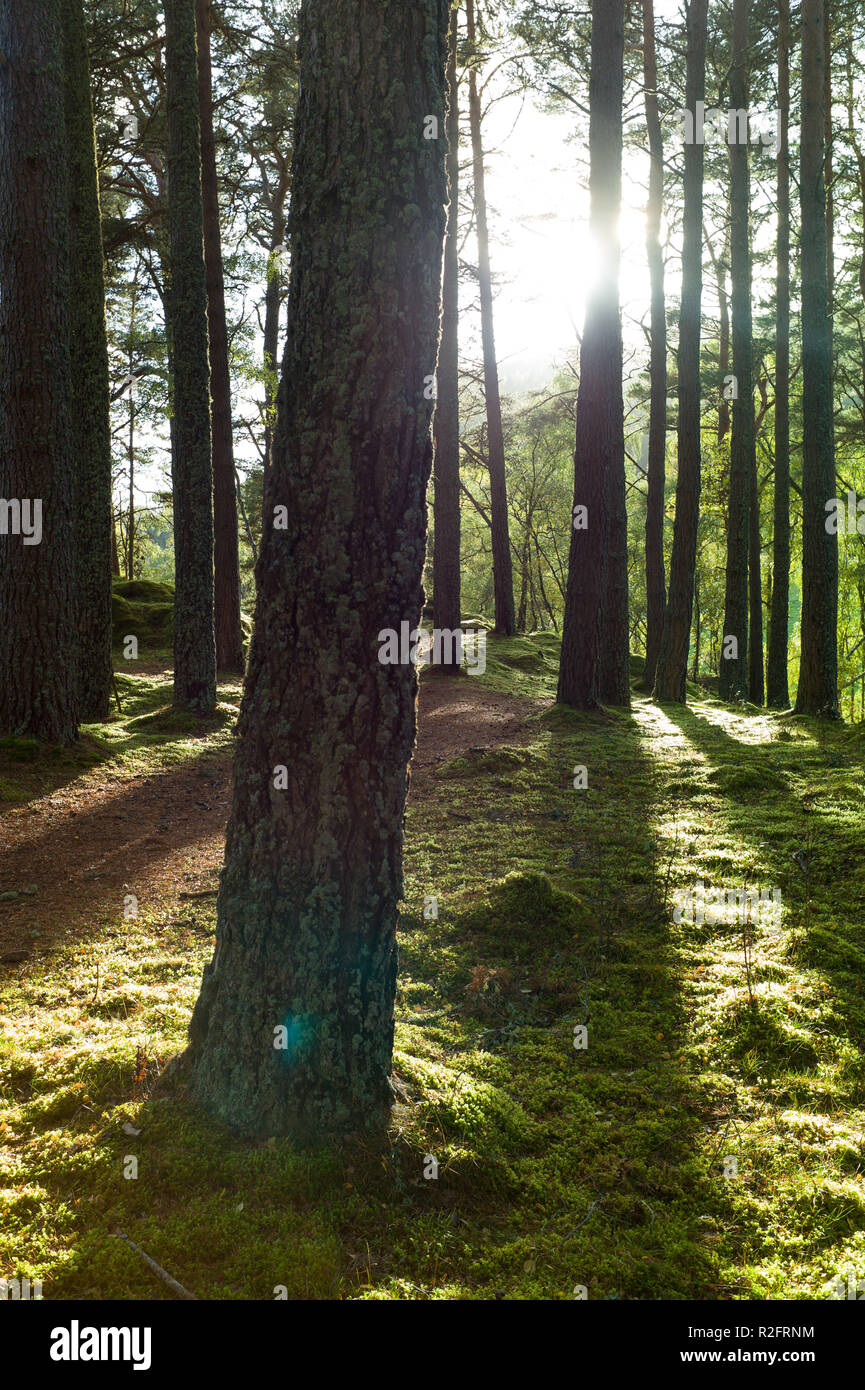 Balmacaan wood hi-res stock photography and images - Alamy