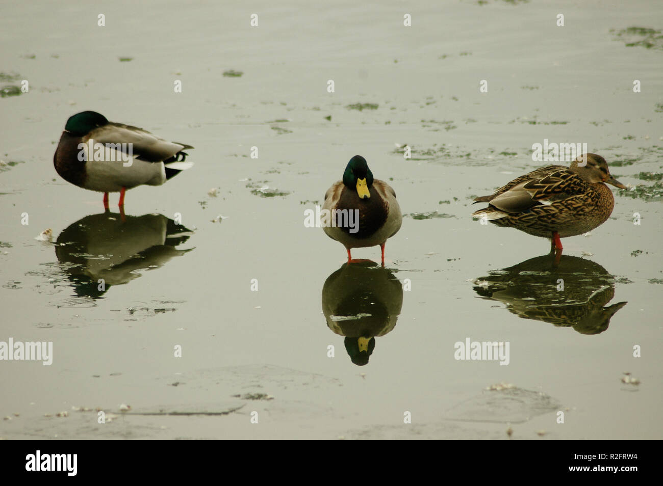 Disunited hi-res stock photography and images - Alamy