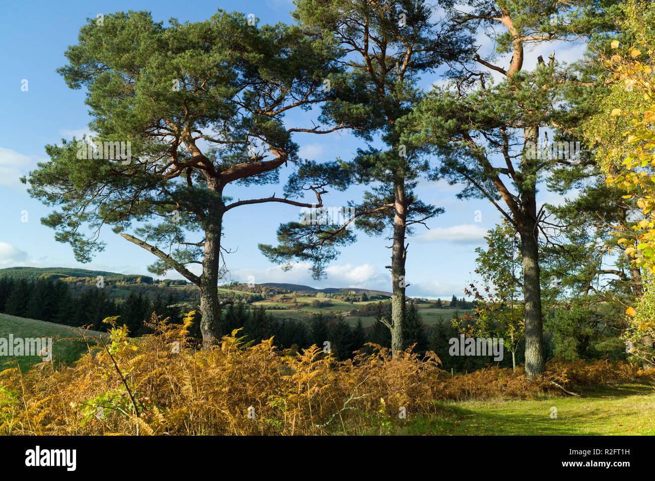 Balmacaan woodlands near Drumnacrochit, Scotland Stock Photo - Alamy