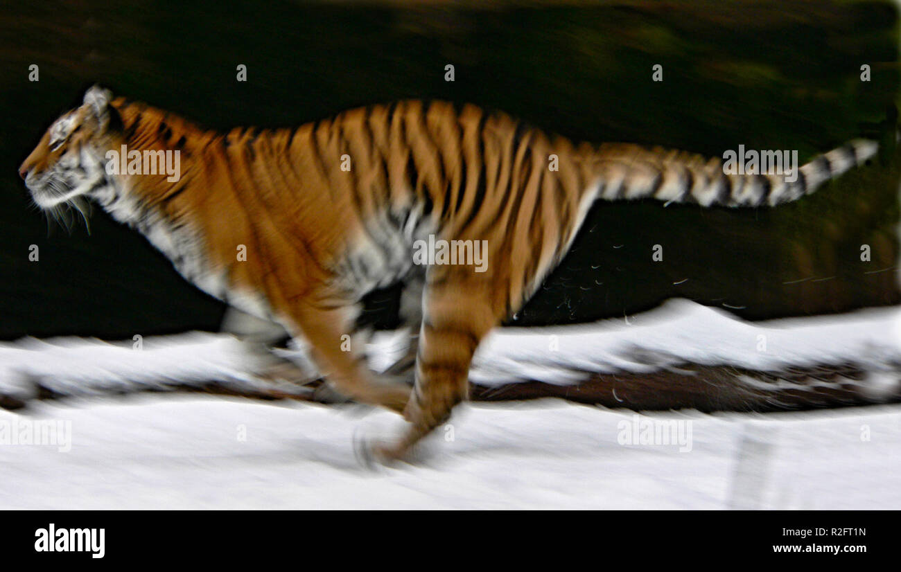 Run tiger run hi-res stock photography and images - Alamy