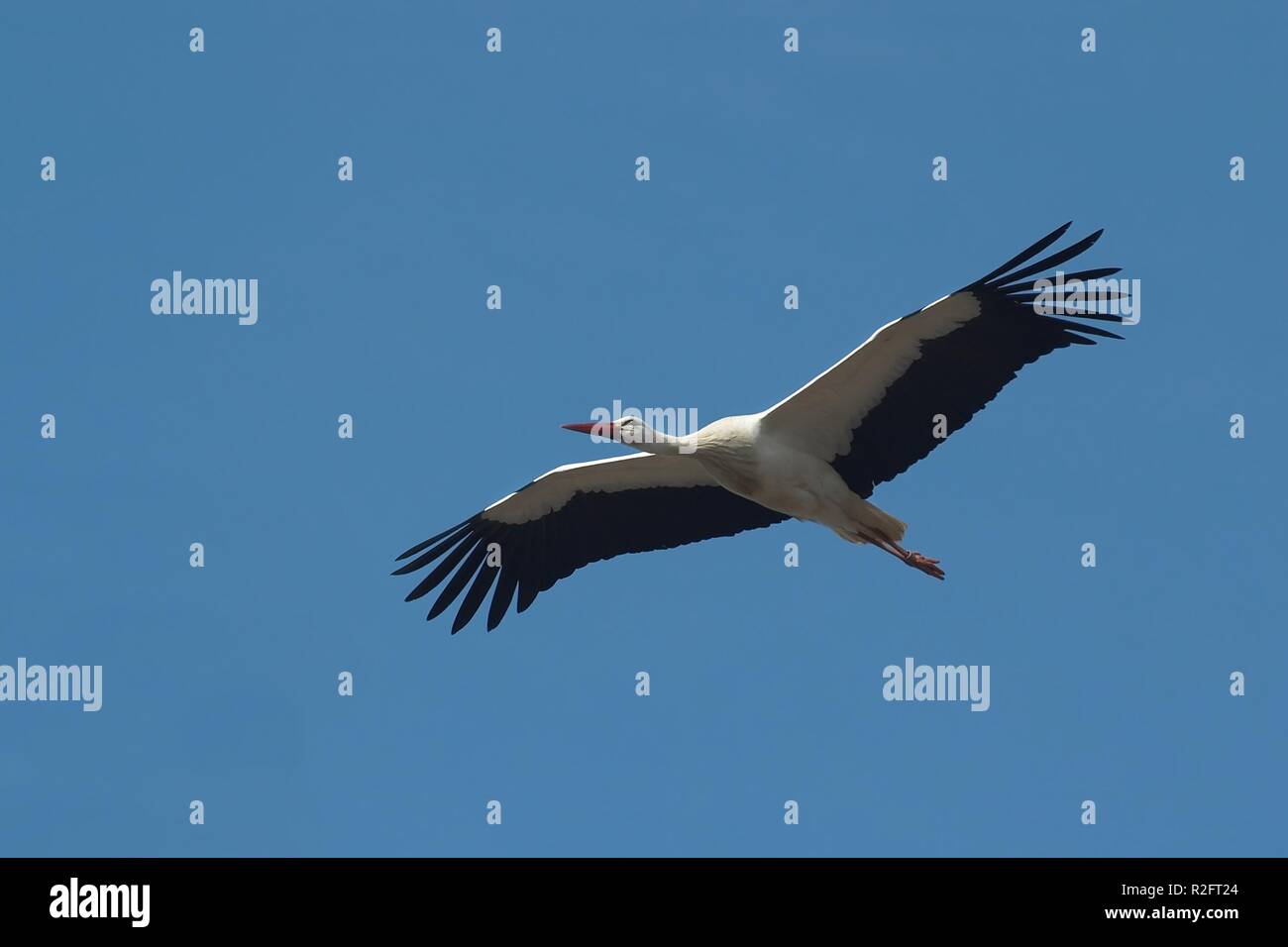 stork in flight Stock Photo - Alamy