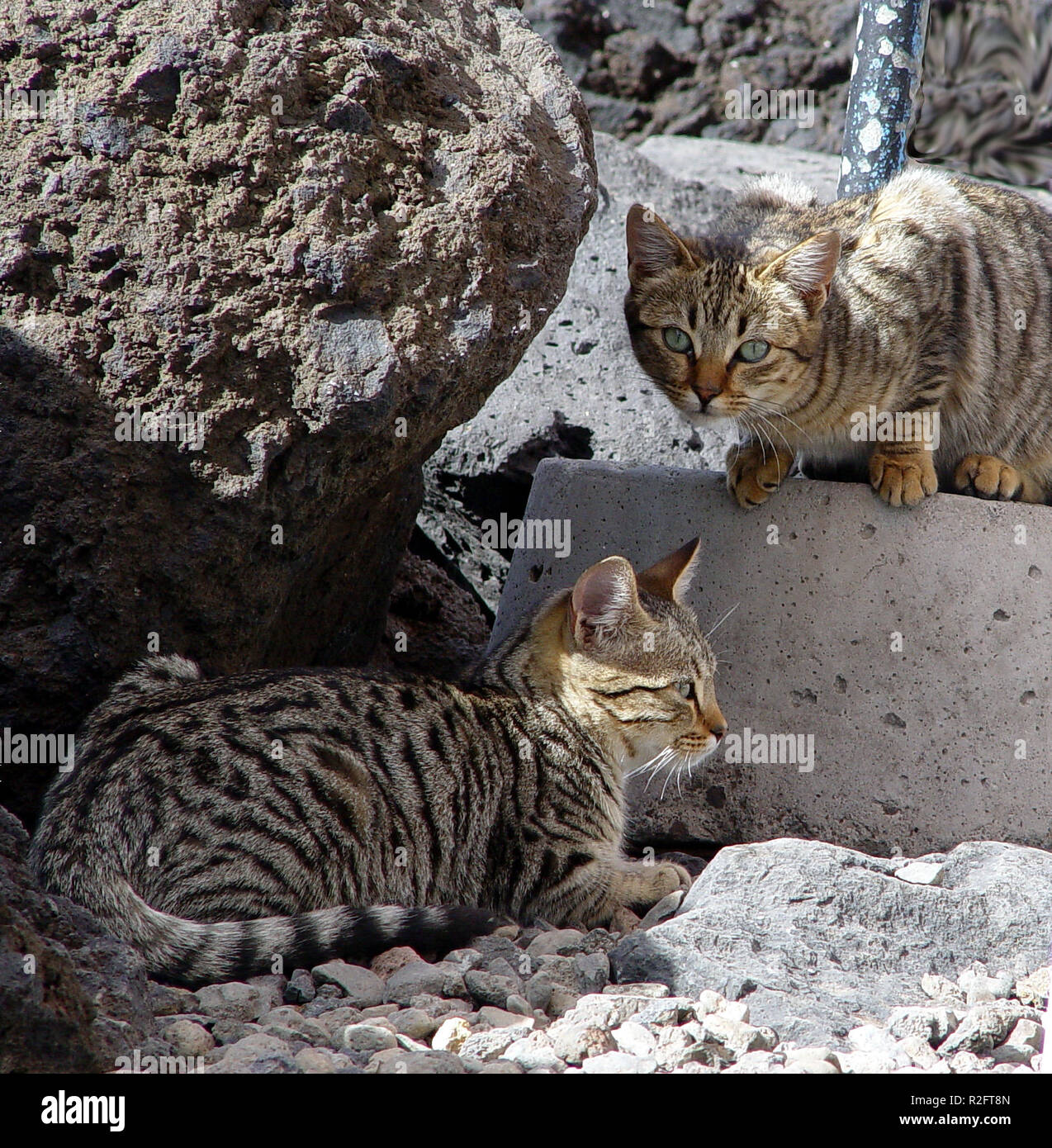 Stern mother hi-res stock photography and images - Alamy