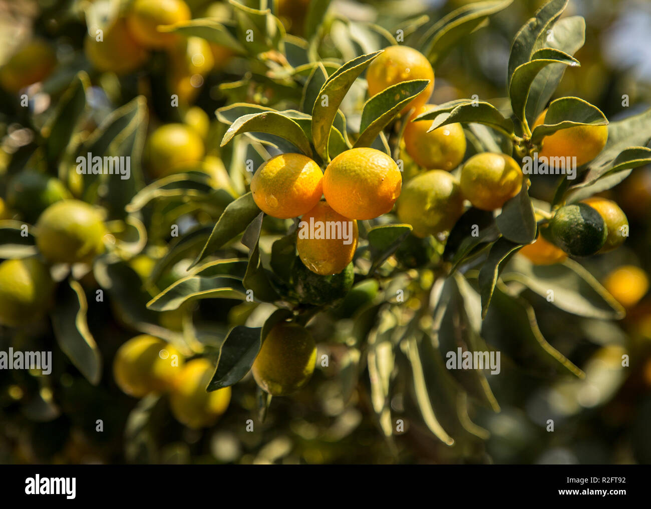 Branch of mini oranges (Kumquats) tree in the orchard Stock Photo - Alamy