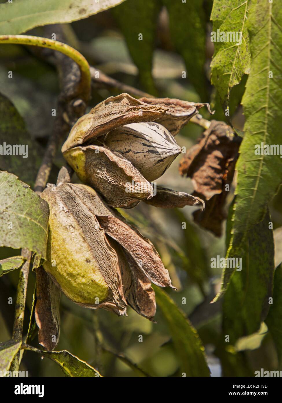 Seed Dried Pod Husk High Resolution Stock Photography and Images - Alamy
