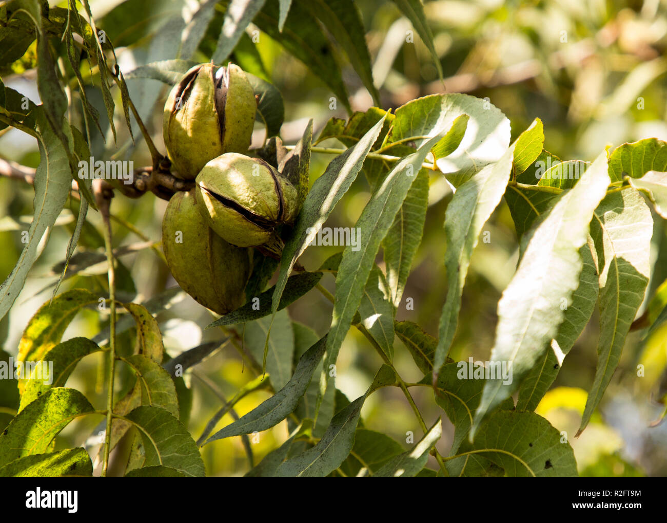 Seed Dried Pod Husk High Resolution Stock Photography and Images - Alamy