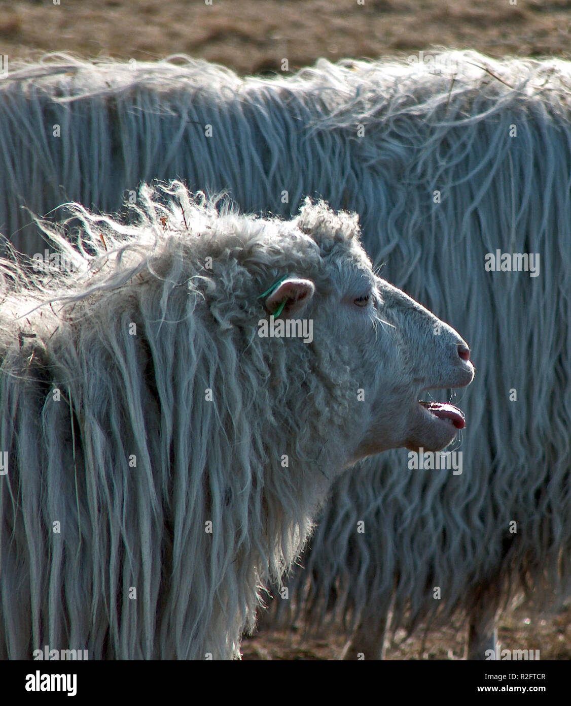 Long sheep wool hi-res stock photography and images - Alamy