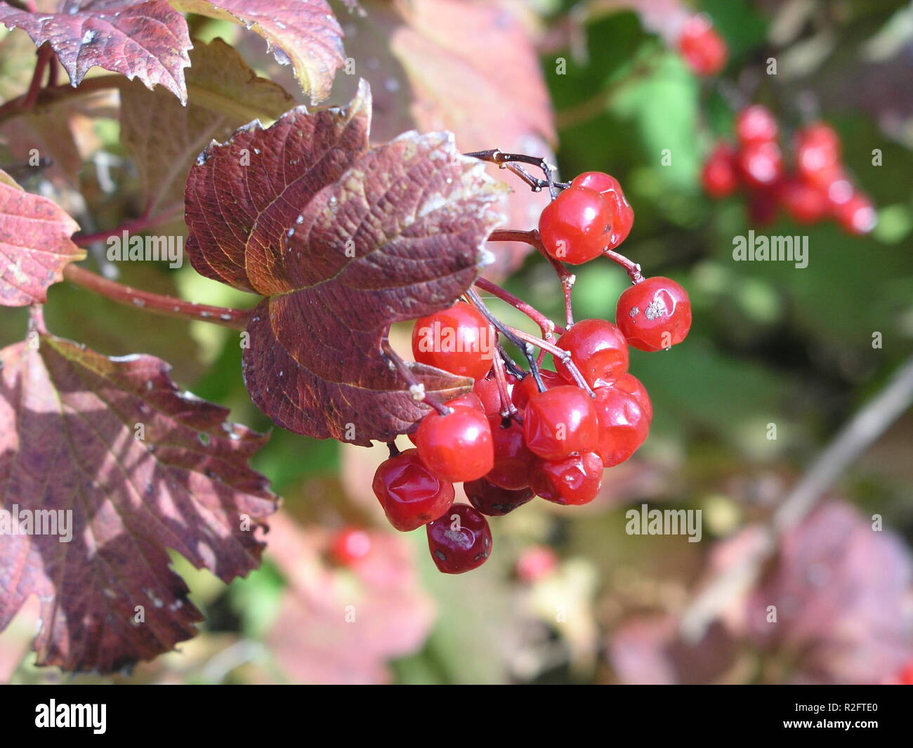 Buckthorn shrub hi-res stock photography and images - Alamy