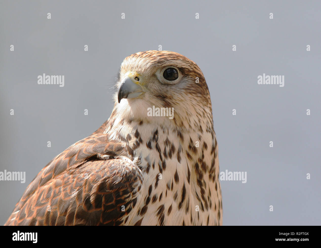 Sakerfalke hi-res stock photography and images - Alamy