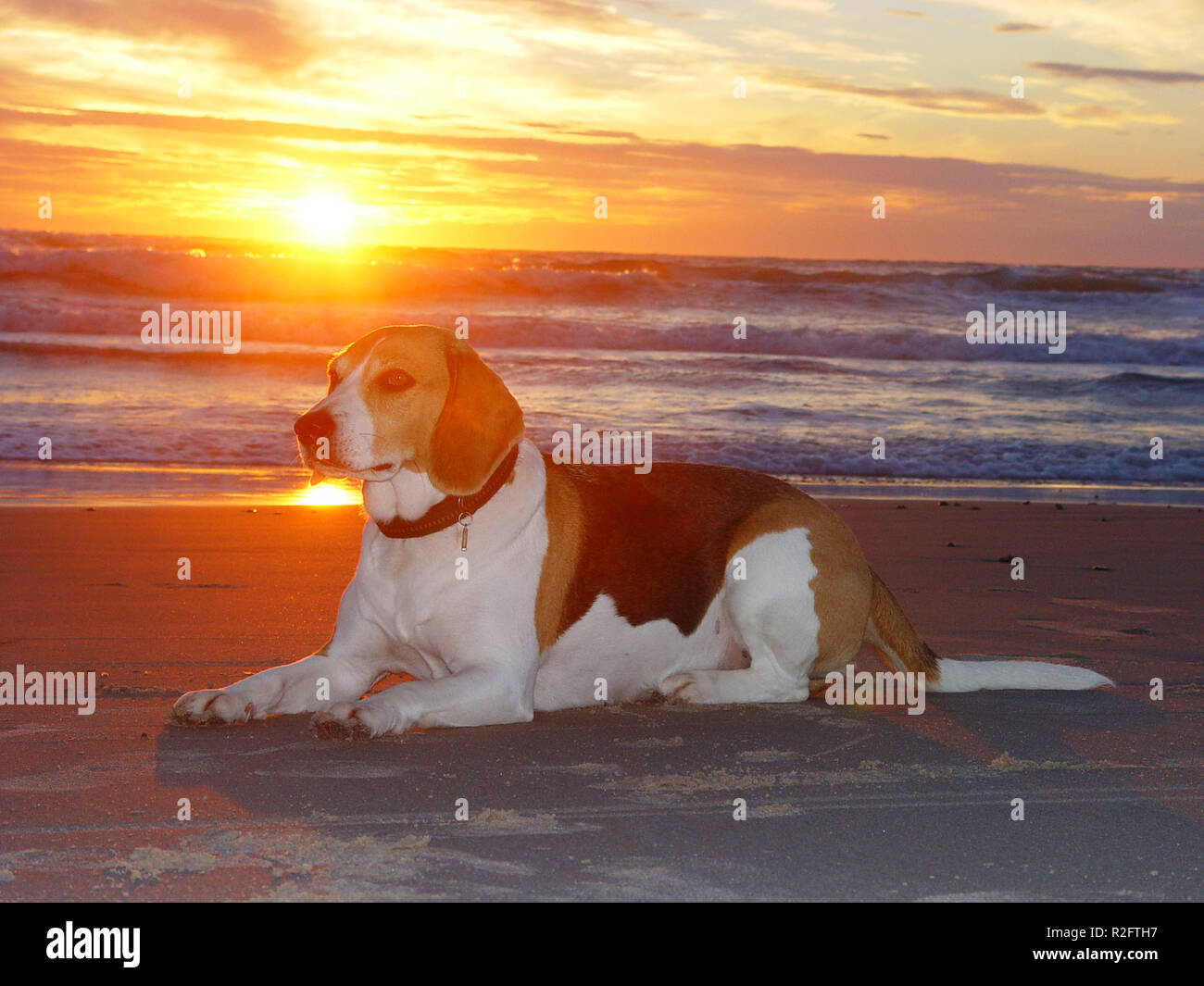 beagle in sunset Stock Photo - Alamy