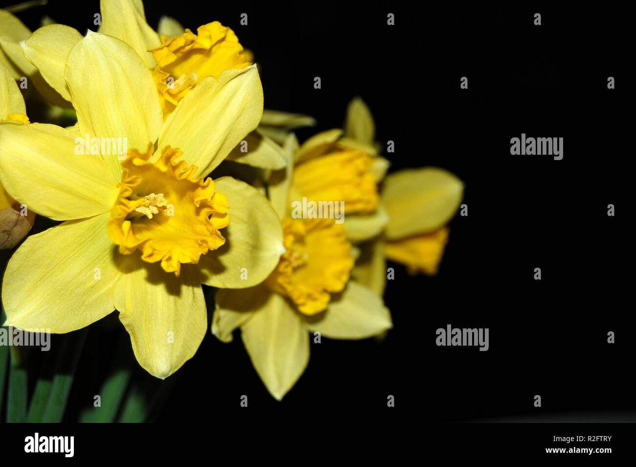 Spring messenger daffodils hi-res stock photography and images - Alamy