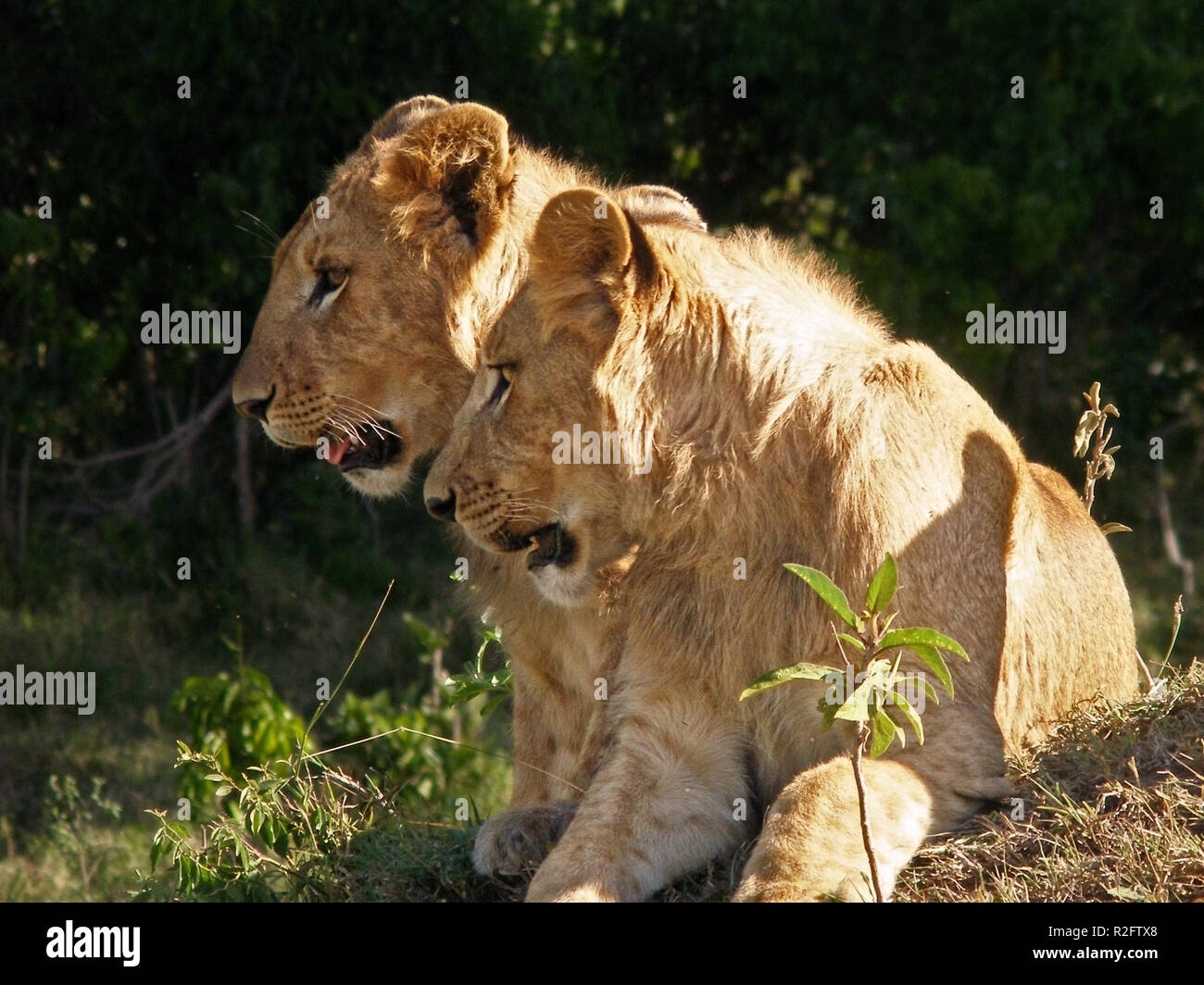 that looks delicious Stock Photo - Alamy