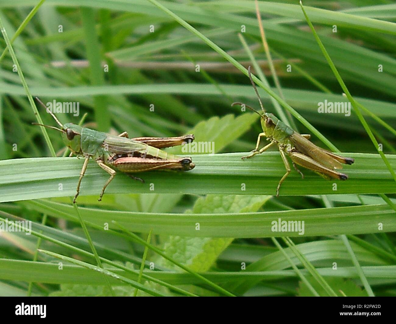 Two green insects hi-res stock photography and images - Alamy