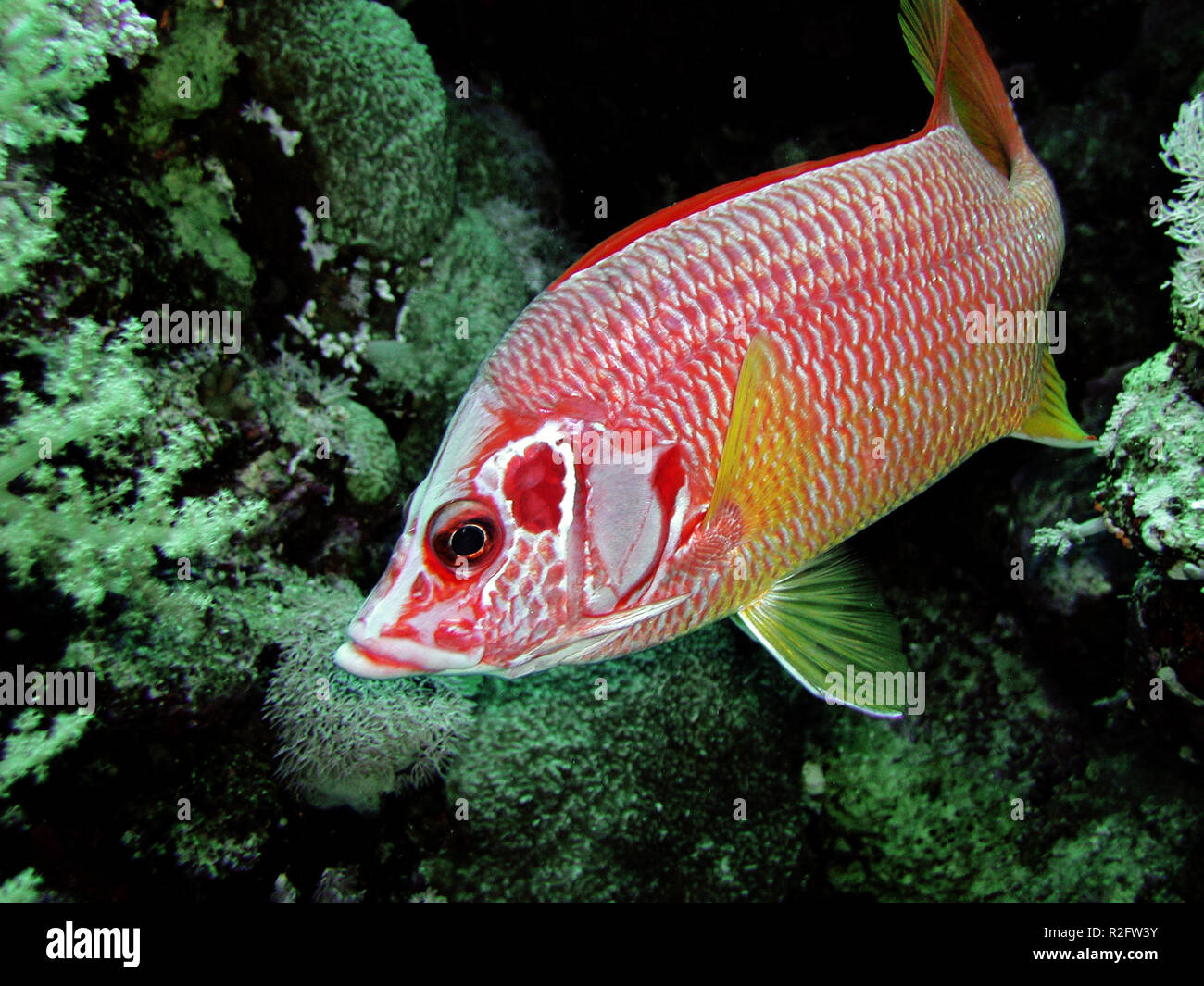 Husarenfisch hi-res stock photography and images - Alamy