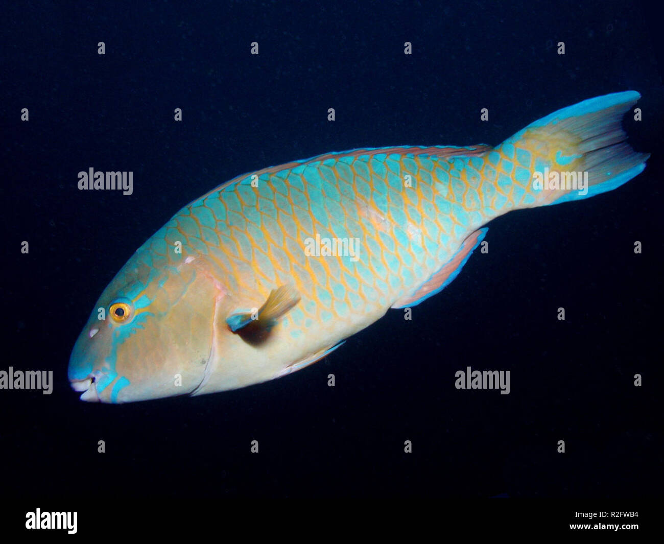 blue band parrotfish Stock Photo - Alamy