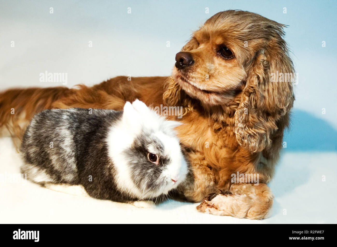 Dog with rabbit hi-res stock photography and images - Alamy