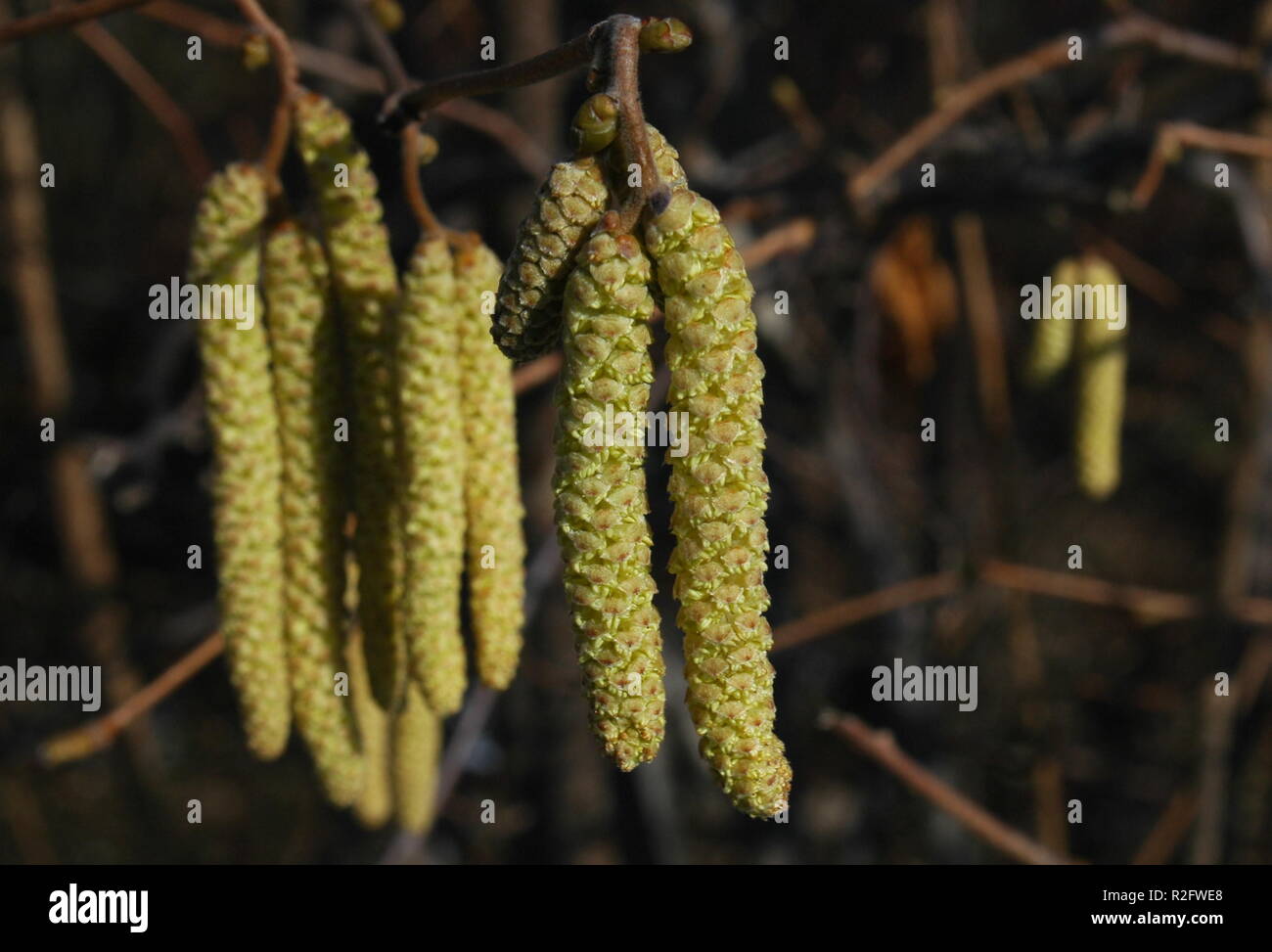Tree enemies hi-res stock photography and images - Alamy