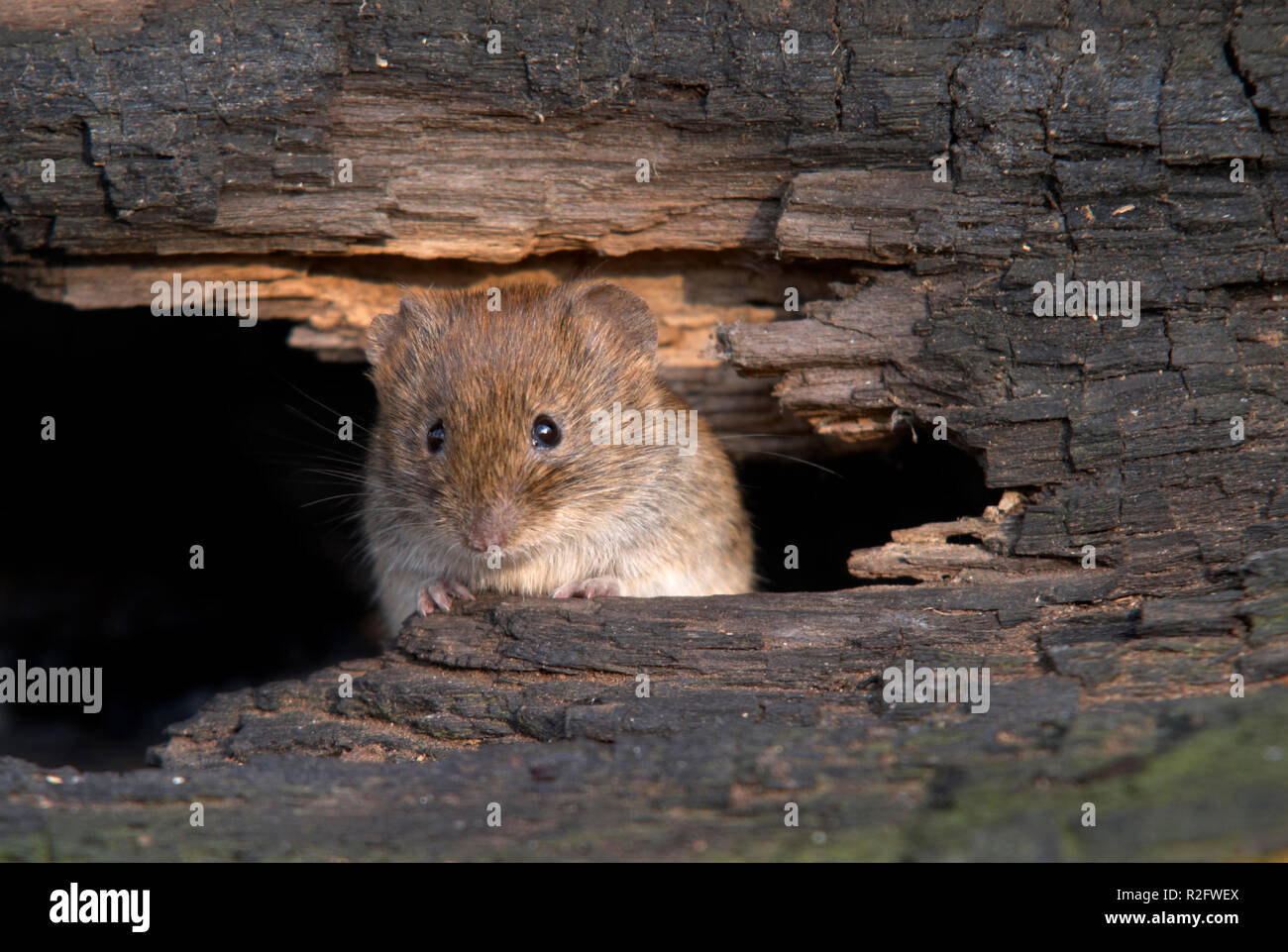 Wood mouse hiding hi-res stock photography and images - Alamy