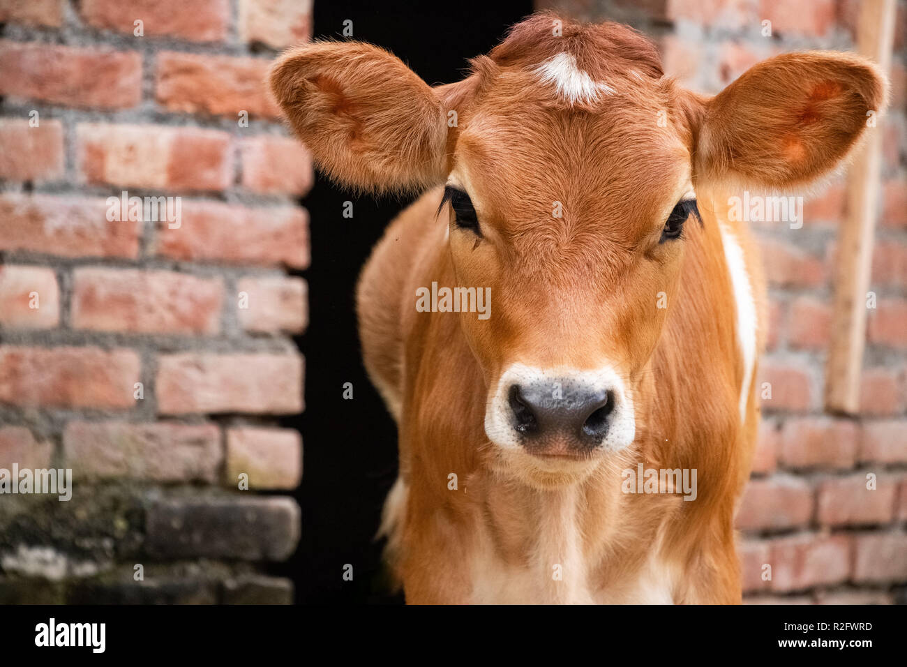 Cow calf statnding in stall and looking front, forehead view Stock ...