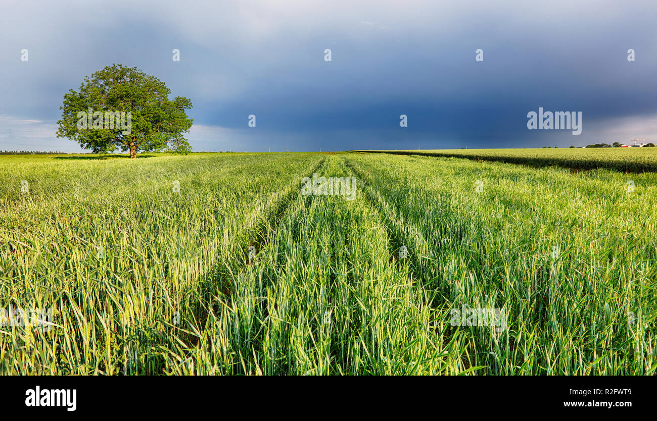 Spring wheat field landscape with path Stock Photo - Alamy